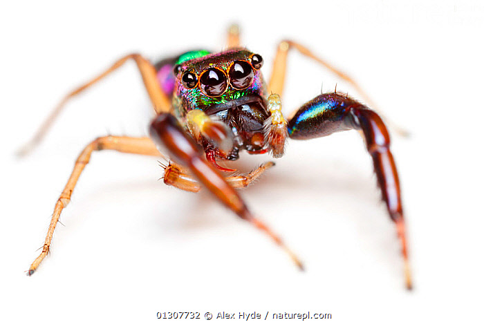 Stock photo of Jumping spider {Salticidae} covered in iridescent scales ...