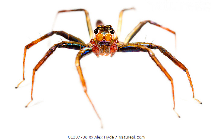 Stock photo of Jumping spider {Salticidae} photographed on white ...