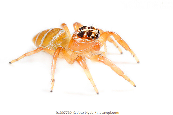 Stock photo of Jumping spider {Salticidae} photographed on white ...