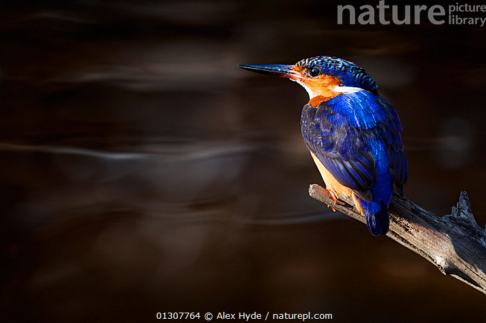 Stock photo of Madagascar Malachite Kingfisher (Corythornis / Alcedo ...