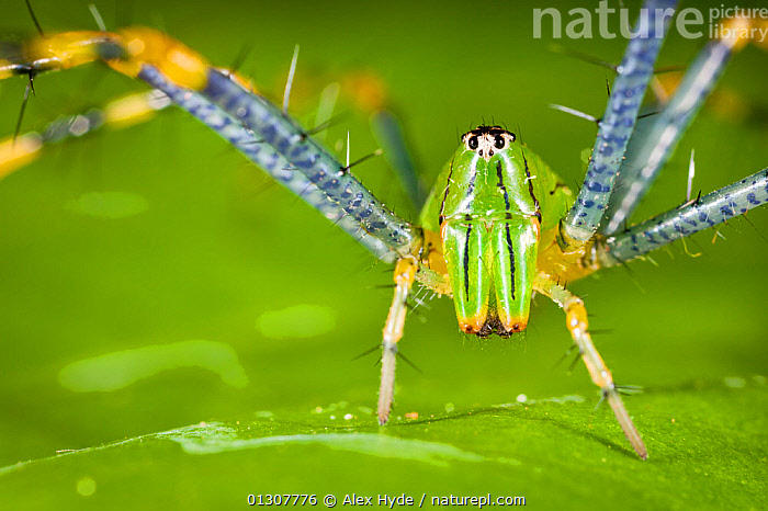 Stock photo of Malagasy green lynx spider {Peucetia madagascariensis ...