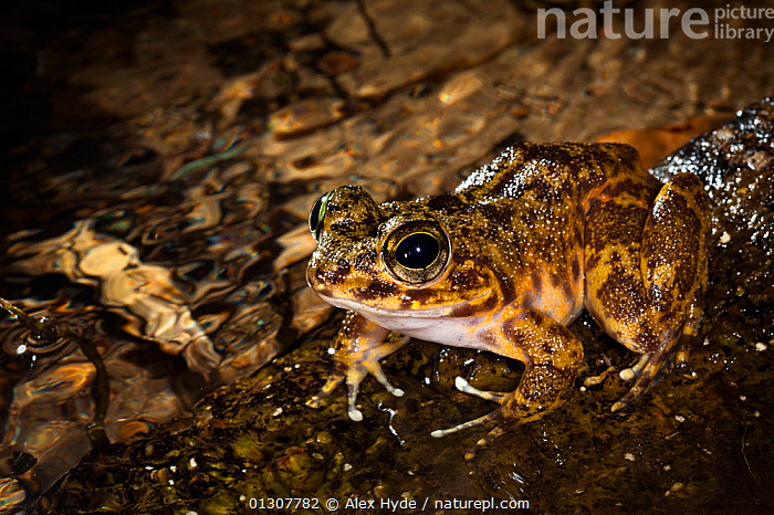 Stock photo of Grandidier's Madagascar Frog (Mantidactylus grandidieri ...