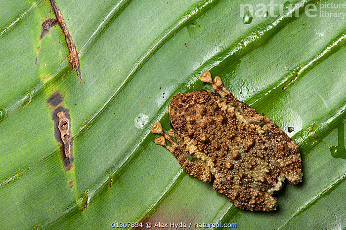 Stock photo of Rot-hole tree frog {Platypelis grandis} resting on ...