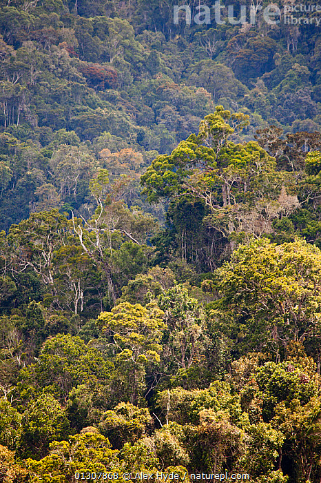 Stock photo of Primary rainforest, Andasibe-Mantadia National Park ...