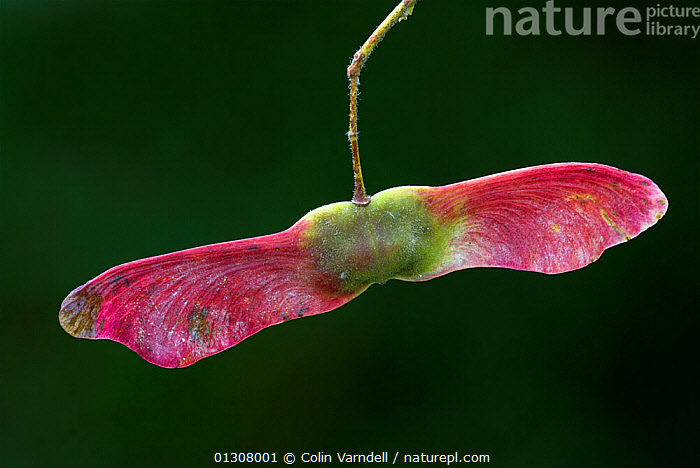 Stock photo of Field Maple (Acer campestre) close up of two winged ...