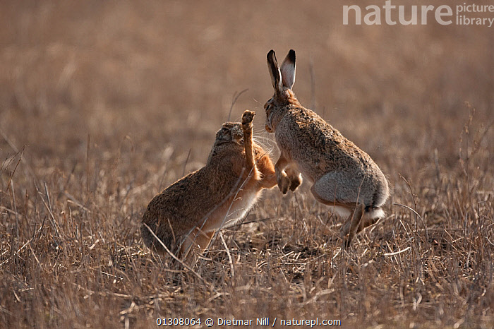 Stock photo of European hare (Lepus europaeus) mating pair boxing in ...