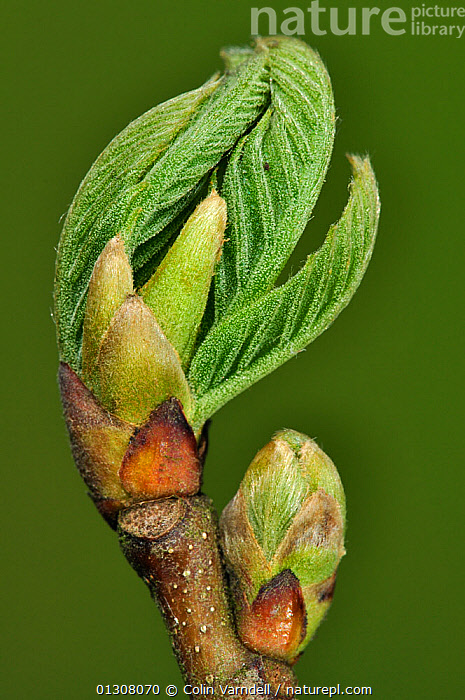 Stock photo of Large-leaved lime (Tilia platyphyllos) leaves bursting ...