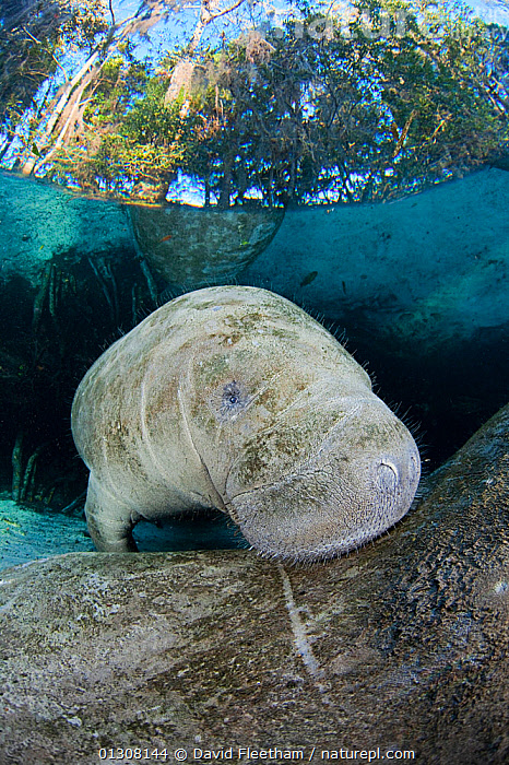 Stock photo of Curious young Florida Manatee (Trichechus manatus ...