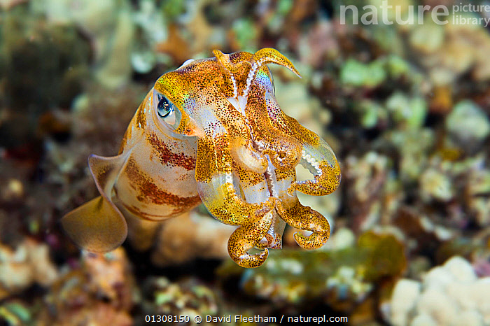 Stock photo of Male Big fin reef / Oval squid (Sepioteuthis lessoniana ...