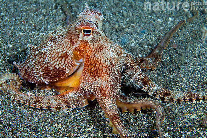 Stock photo of Short armed sand octopus (Amphioctopus arenicola) lives ...