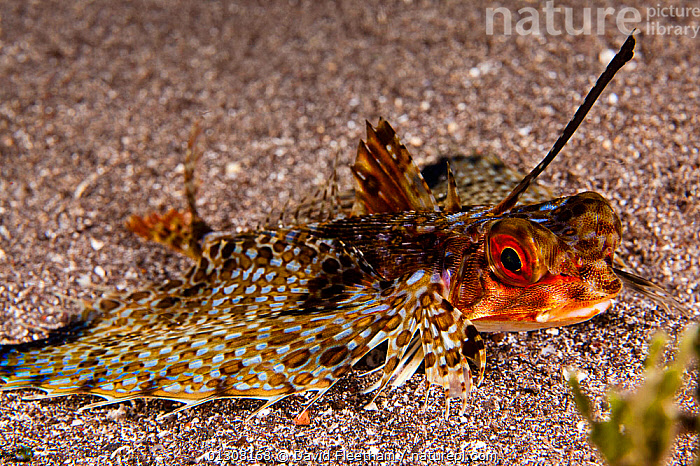 Stock photo of Oriental flying gunard (Dactylopterus orientalis) with ...
