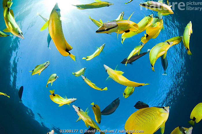 Stock photo of Looking upwards to schooling Lemon butterflyfish ...