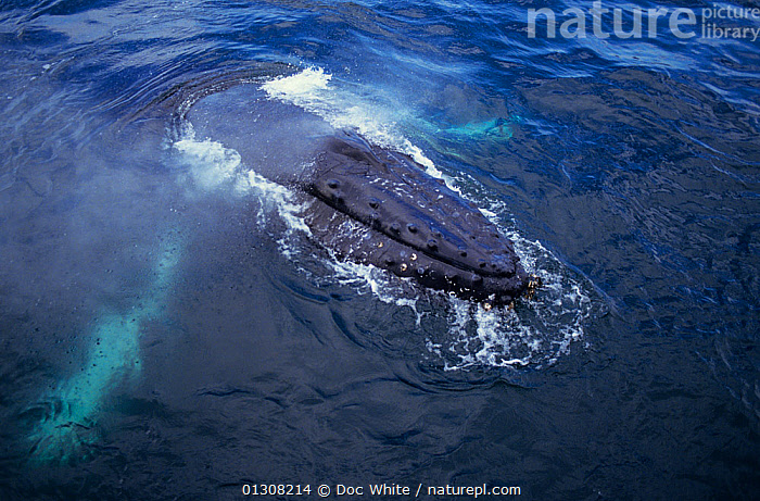 Stock photo of Humpback whale (Megaptera novaeangliae) at surface ...