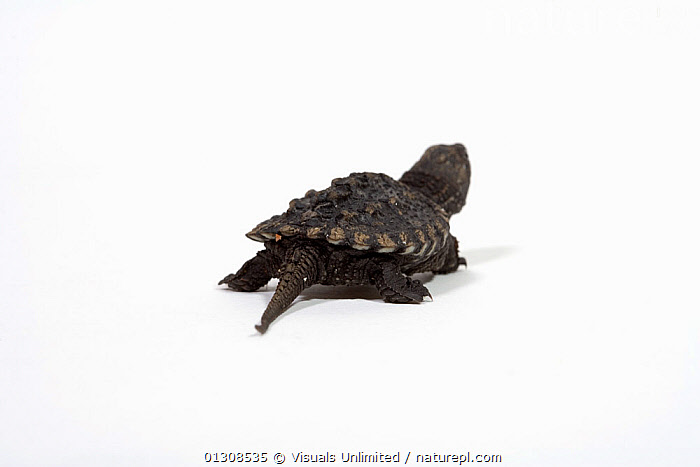 Snapping Turtle White Background