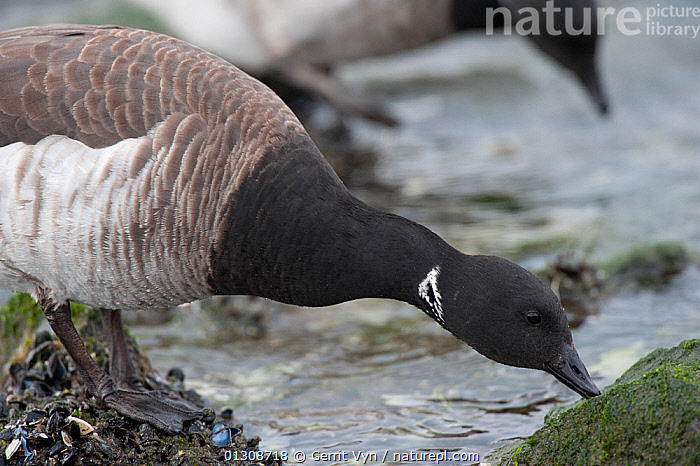Atlantic Brant Goose Wooden Atlantic Brant Decoy High Res Stock Photo