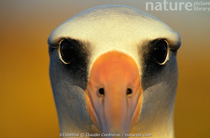 Stock photo of Laysan albatross (Phoebastria immutabilis) close-up of ...
