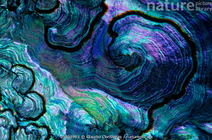 Stock photo of Pink abalone (Haliotis corrugata) shell detail ...