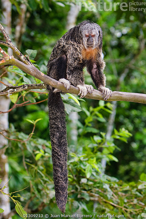 Stock photo of Monk saki monkey (Pithecia monachus) sitting on tree ...