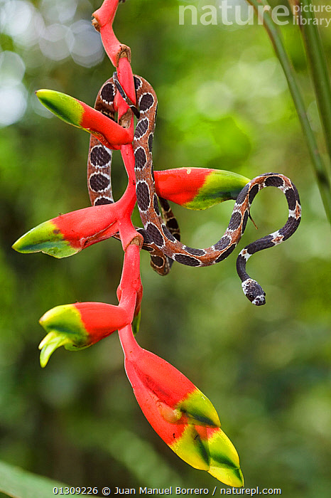 Stock photo of Catesby's snail-eating snake (Dipsas catesbyi) on ...