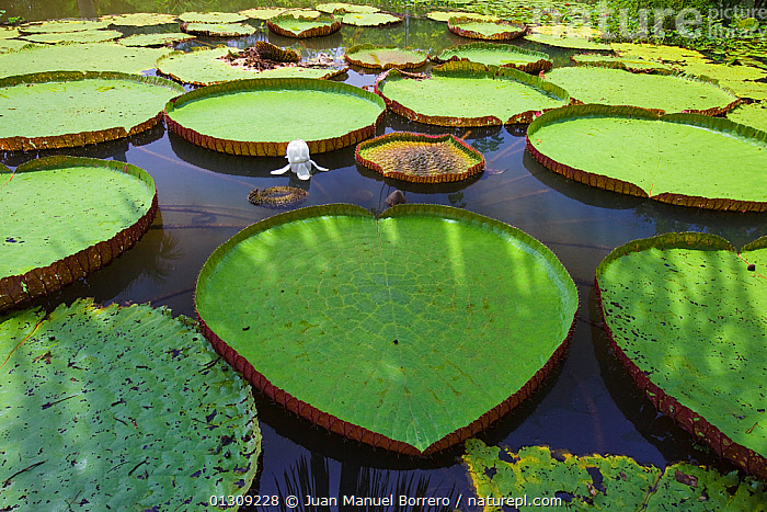 Stock photo of Lake with Victoria waterlilies (Victoria regia). Amazon ...