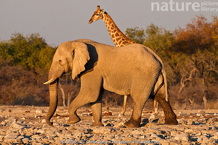 Stock photo of African elephant (Loxodonta africana) and Giraffe ...