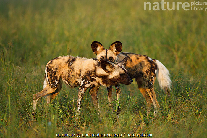 Stock photo of African wild dog (Lycaon pictus) mating pair, courtship ...