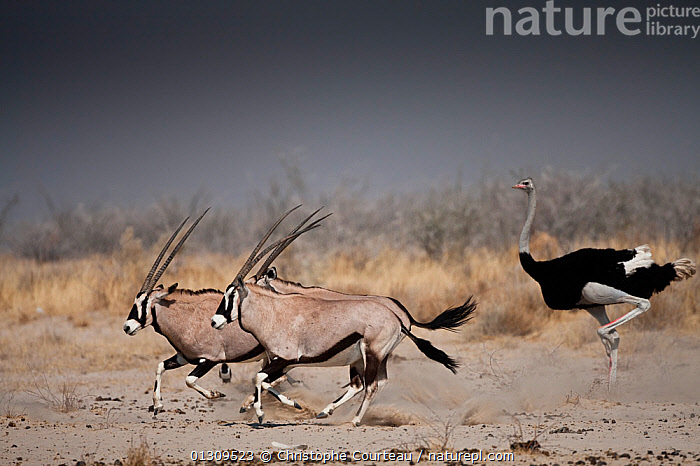 Stock photo of Oryx (Oryx gazella) and Ostriches (Struthio camelus ...