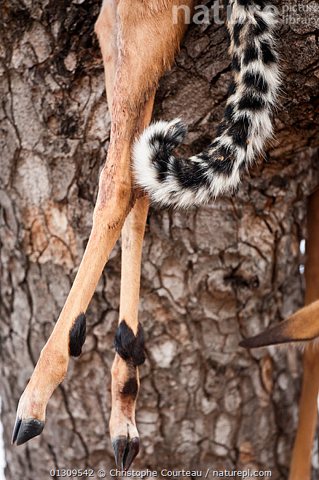 Stock photo of Tail of a Leopard (Panthera pardus) beside its kill, the ...