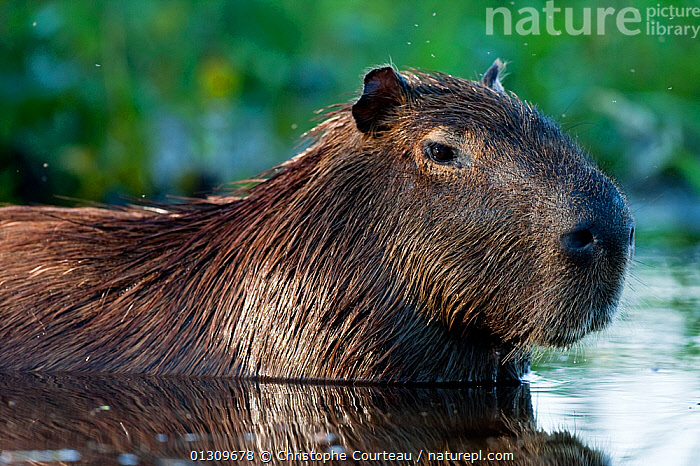 Stock photo of Capybara (Hydrochoerus hydrochaeris) in water, Cabiai ...