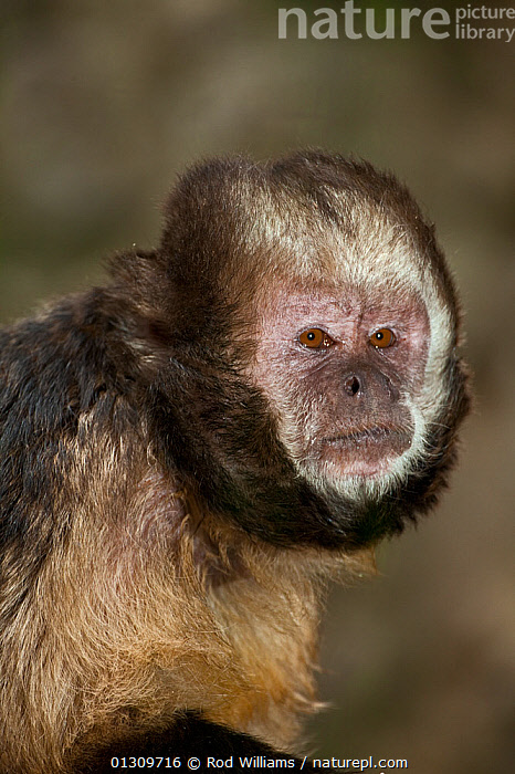 Stock photo of Buffy-headed / Golden bellied Capuchin (Cebus apella ...