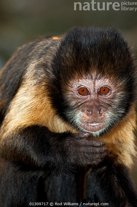 Stock photo of Buffy-headed / Golden bellied Capuchin (Cebus apella ...
