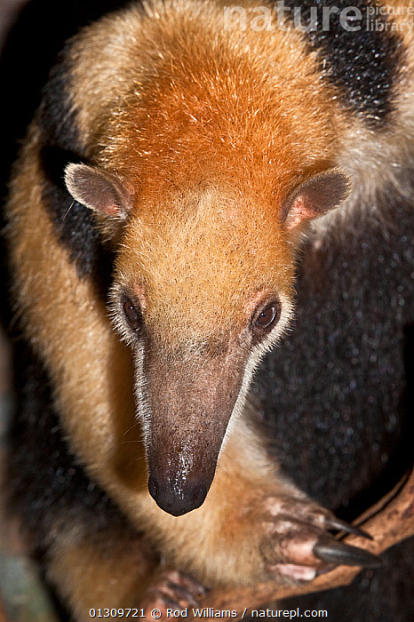 Stock photo of Southern Tamandua (Tamandua tetradactyla) head portrait ...