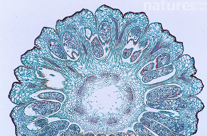 Equisetum Arvense Strobilus