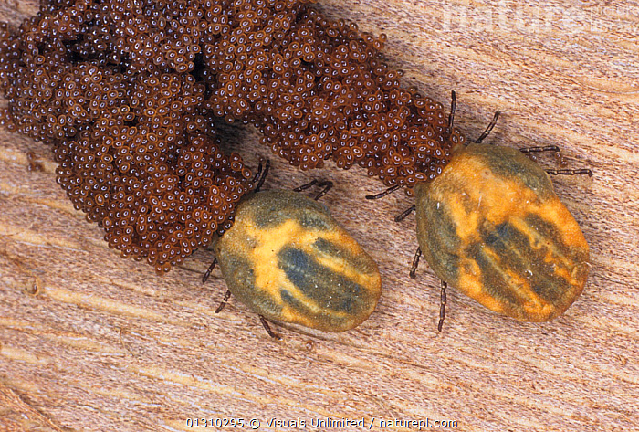 Rocky Mountain Wood Tick