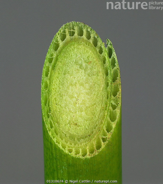Stock photo of Cattail (Typha latifolia) stem section showing open ...