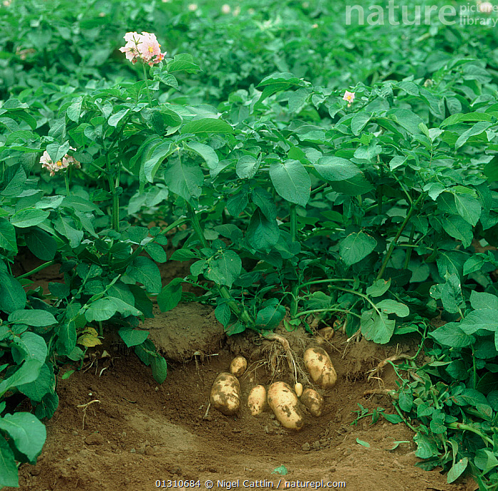 Stock photo of Potato plants (Solanum tuberosum) and mature potato ...