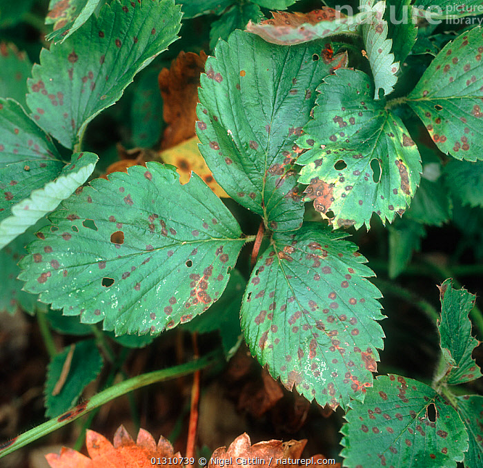Stock photo of Strawberry Leaf Spot (Mycosphaerella fragariae) discreet ...