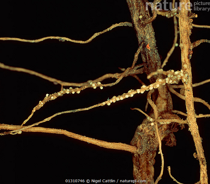 Stock photo of Pea Cyst Nematode (Heterodera gottingiana) recently ...