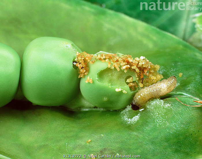 Stock photo of Pea Moth (Cydia nigricana) caterpillar eating a Pea in ...