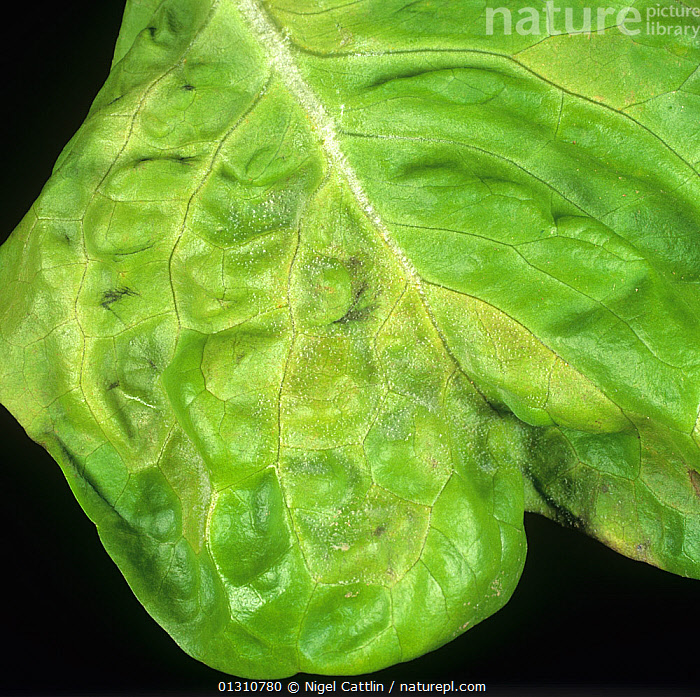 Stock photo of Early infection of Downy Mildew (Bremia lactucae ...