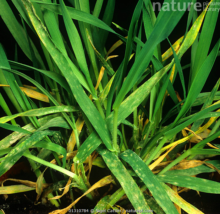 Stock photo of Powdery Mildew (Erysiphe graminis) disease infection on ...