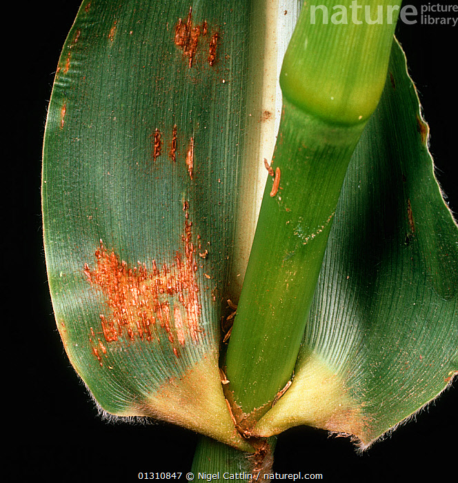 Stock photo of Maize or Sorghum Rust (Puccinia sorghi) pustules on ...