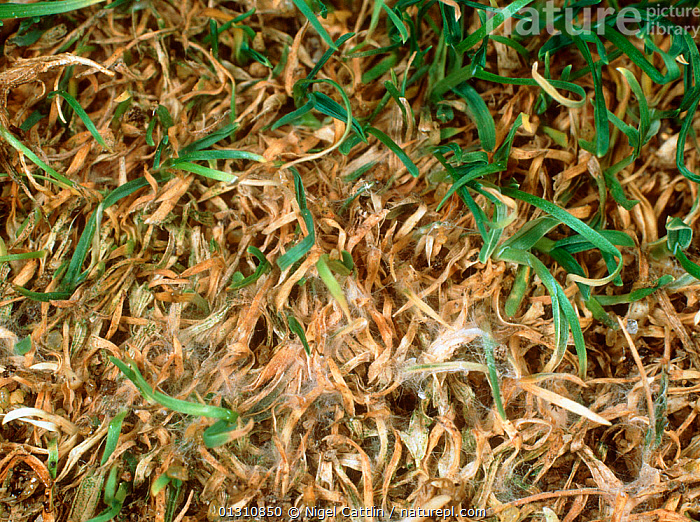 Stock photo of Leaf Blight (Ascochyta hordeicola) mycelium on and ...