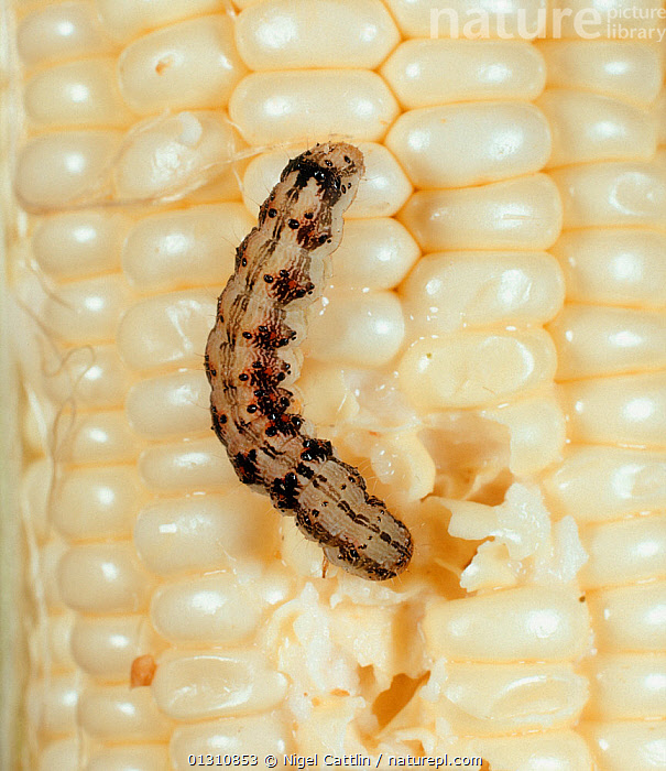 Stock photo of American Bollworm (Helicoverpa armigera) feeding on a ...