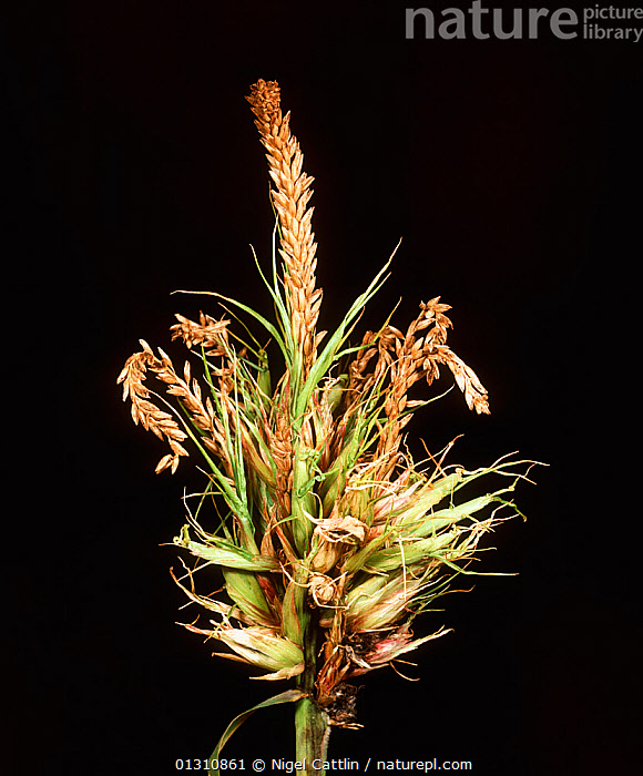 Stock photo of Tassel Smut (Sphacelotheca reilana) in a distorted Maize ...
