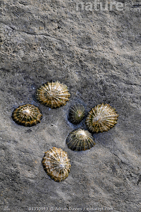 Stock photo of Common Limpets (Patella vulgata) on rock in littoral ...