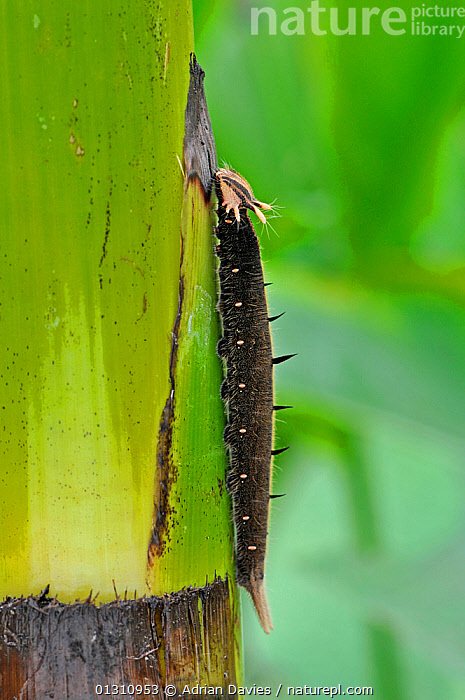 Stock photo of Owl butterfly larvae (Caligo memnon) on Palm bark ...