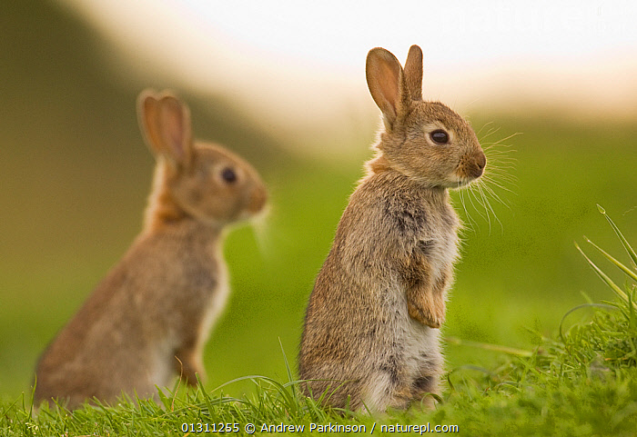 Stock photo of Two juvenile Rabbits (Oryctolagus cuniculus) sitting ...