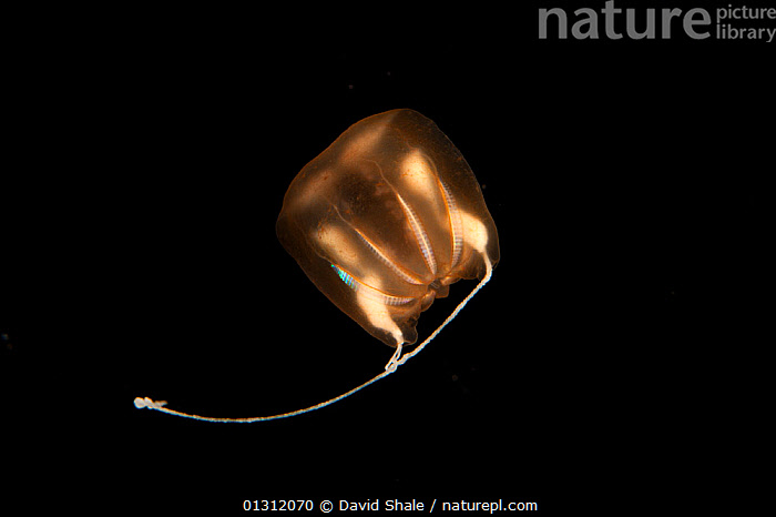 Stock photo of Bathypelagic comb jelly (Ctenophora) from benthic ...