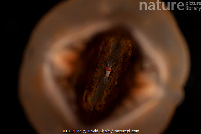 Stock photo of Bathypelagic comb jelly (Ctenophora) from benthic ...
